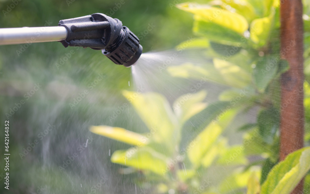 spraying trees with insecticides to protect plants from insect pests ...