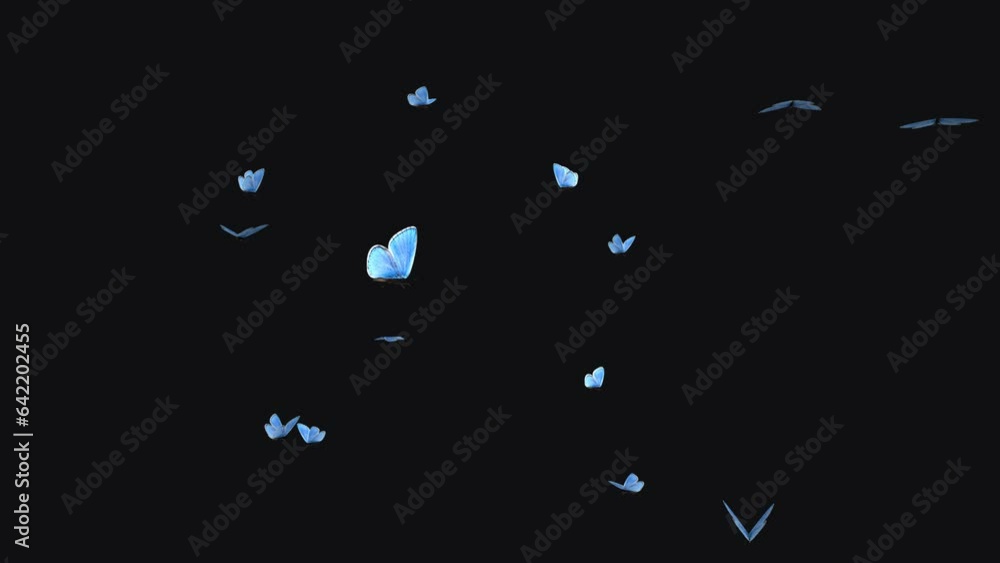 Butterfly Swarm - Blue Adonis - Flying Loop - CU - Realistic 3D ...