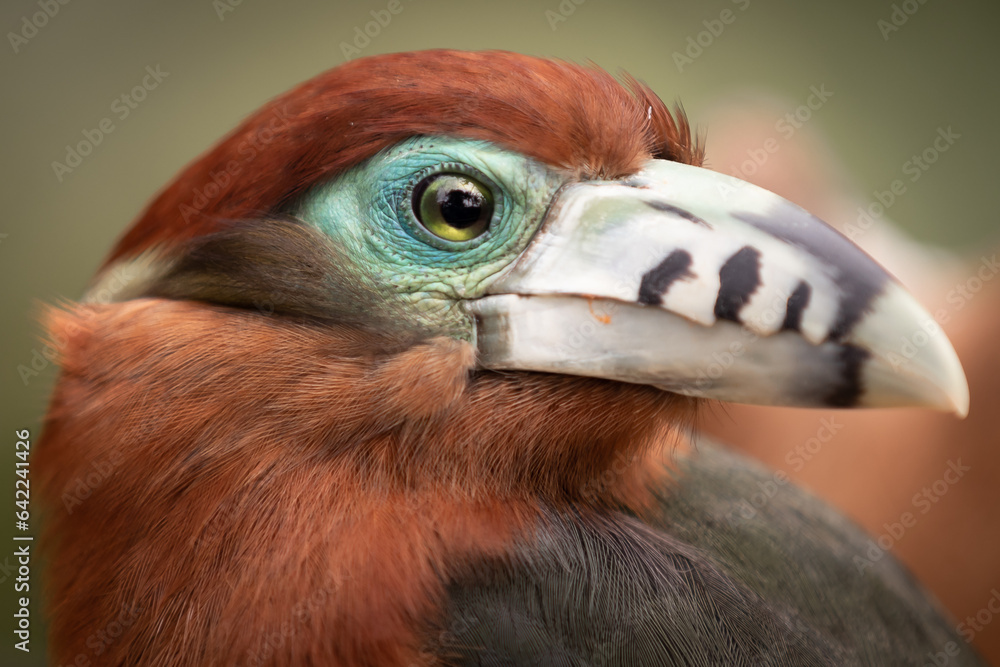 The scarlet macaw is a piciform bird of the Ramphastidae family. Also ...