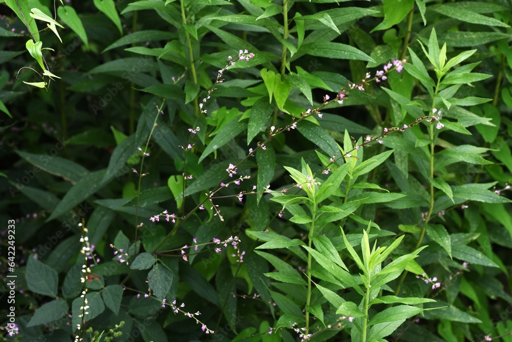Desmodium podocarpum (Beggar lice) flowers. Fabaceae perennial plants ...