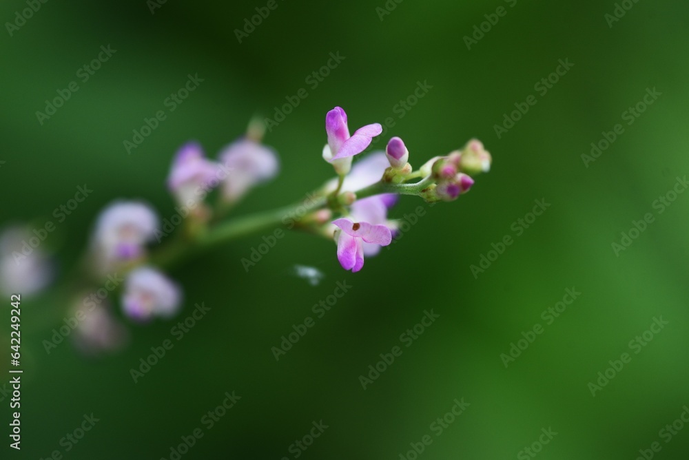 Desmodium podocarpum (Beggar lice) flowers. Fabaceae perennial plants ...