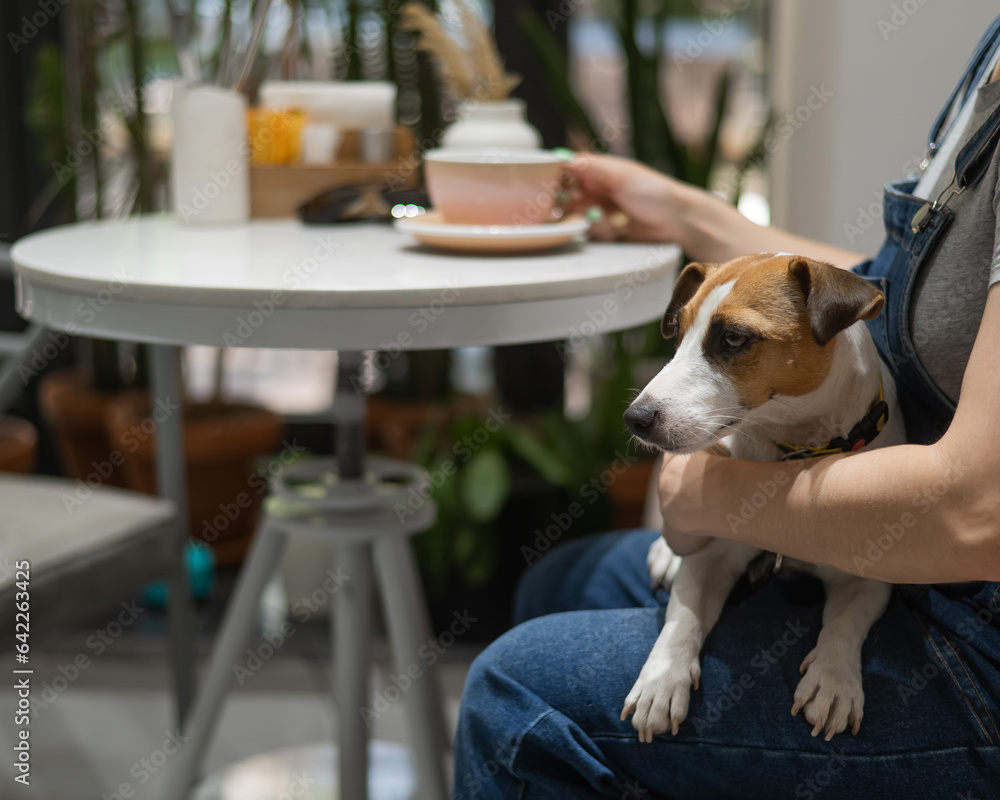 Jack Russell sits on the lap of the hostess in a cafe. Woman drinking ...