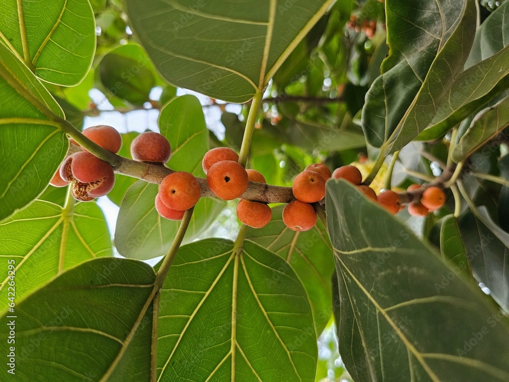 Redcolored fruits on the tree Ficus benghalensis commonly known as the ...