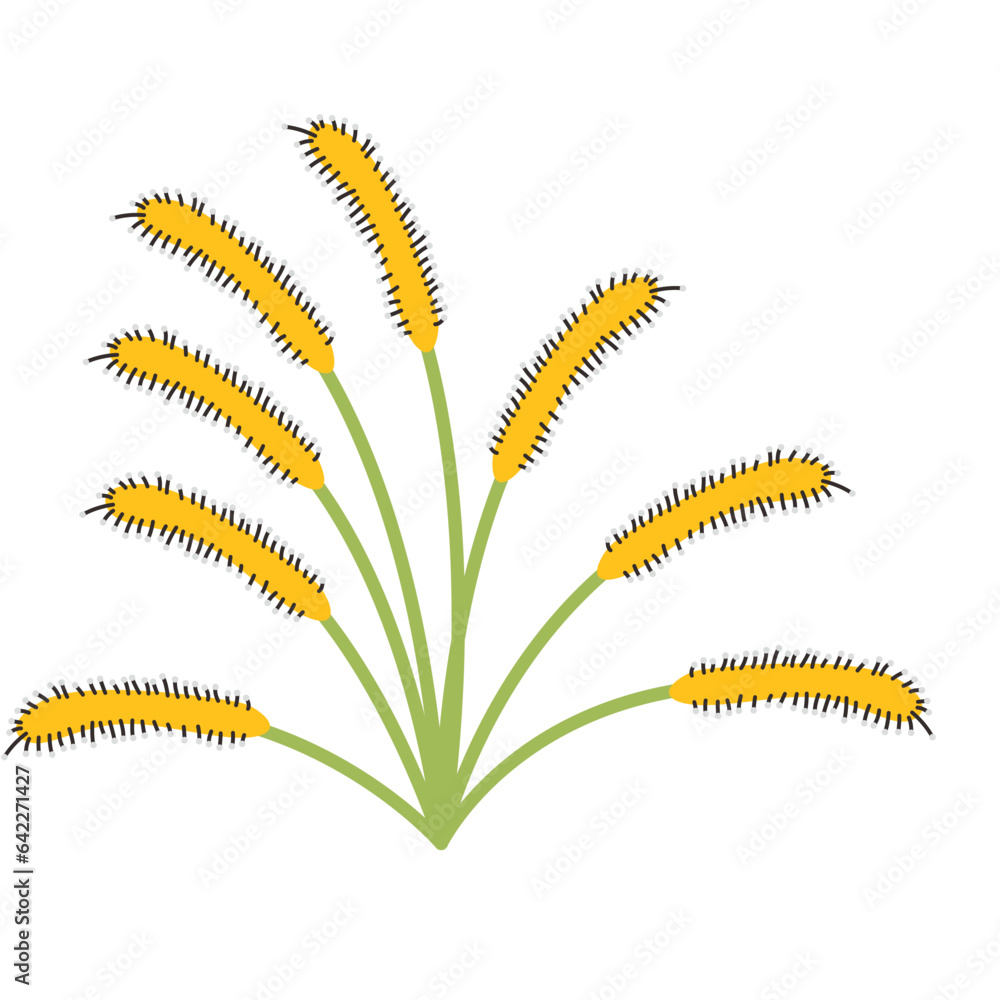Cape Sundew carnivorous plant vector illustration in isolated white ...