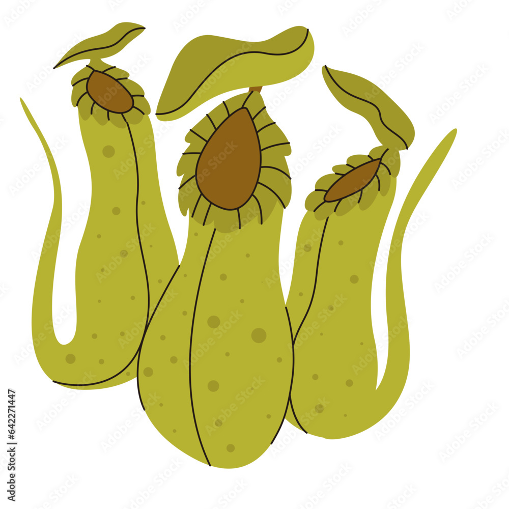 Pitcher Plant carnivorous plant vector illustration in isolated white ...