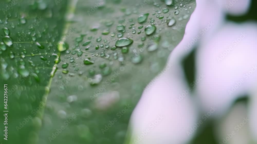 The leaves of trees in the rain in tropical forest during the rainy ...