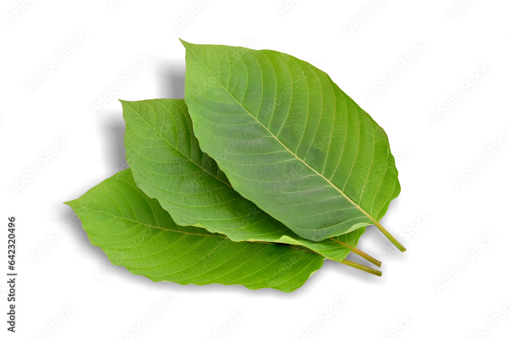 Mitragyna speciosa Korth. Located in the family Rubiaceae. The leaves ...