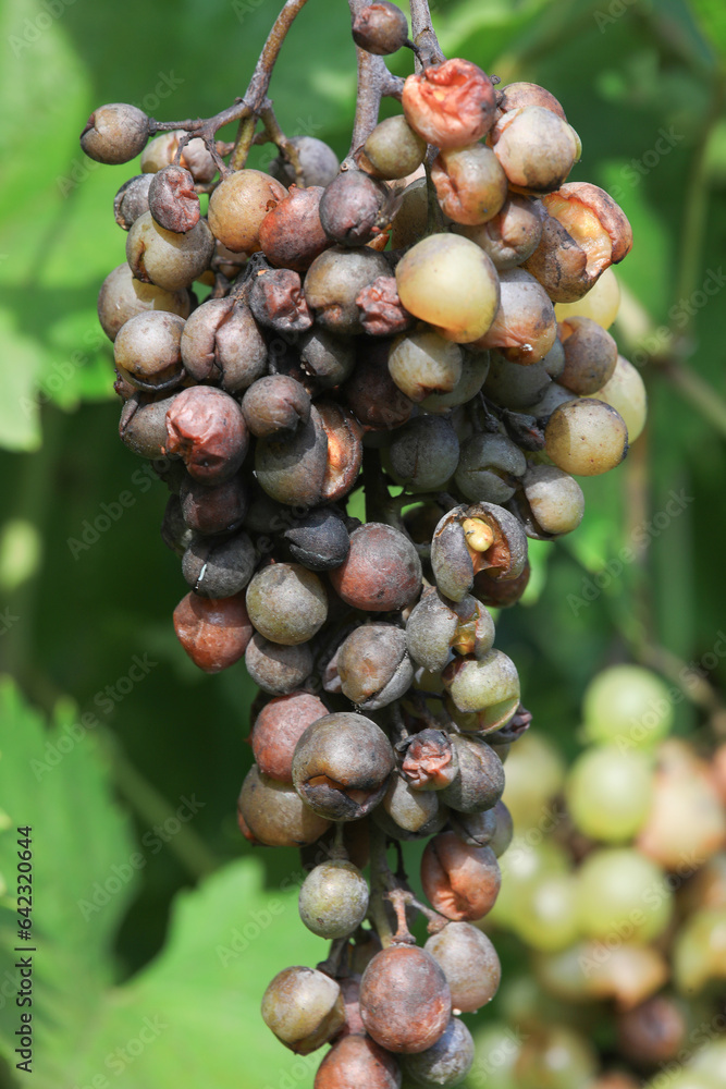 Detail of Powdery mildew or oidium of grapes, Plasmopara viticola ...