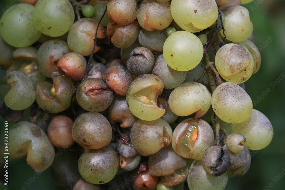 Detail of Powdery mildew or oidium of grapes, Plasmopara viticola ...