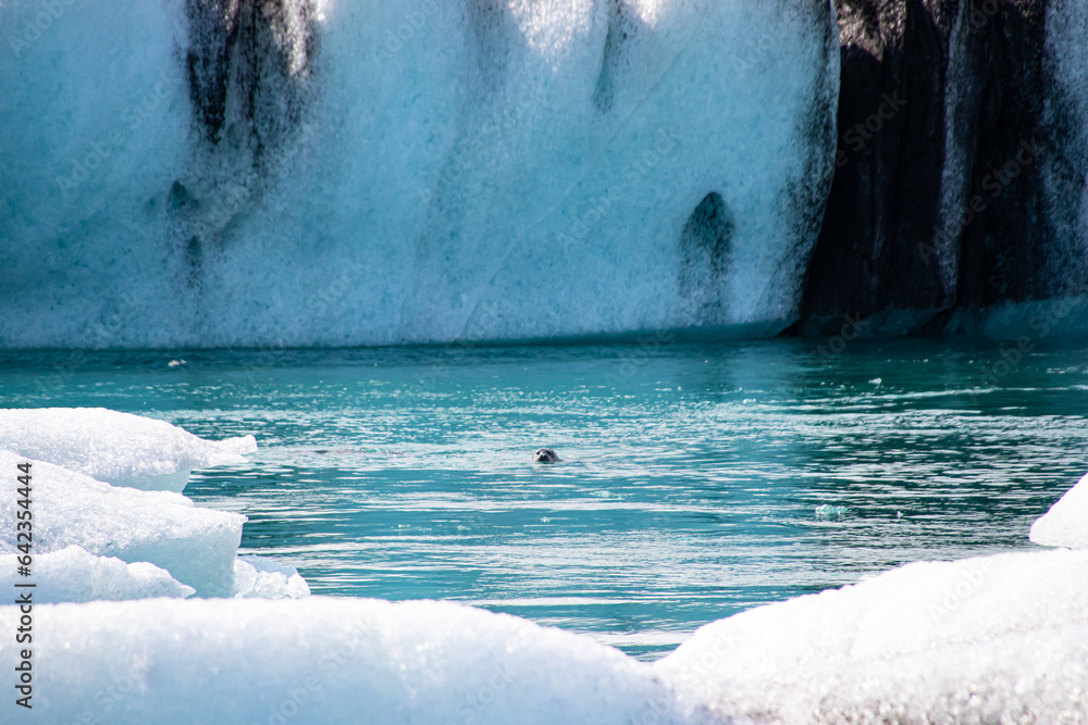 A seal in the middle of a glacial lake between melting ice floes a ...