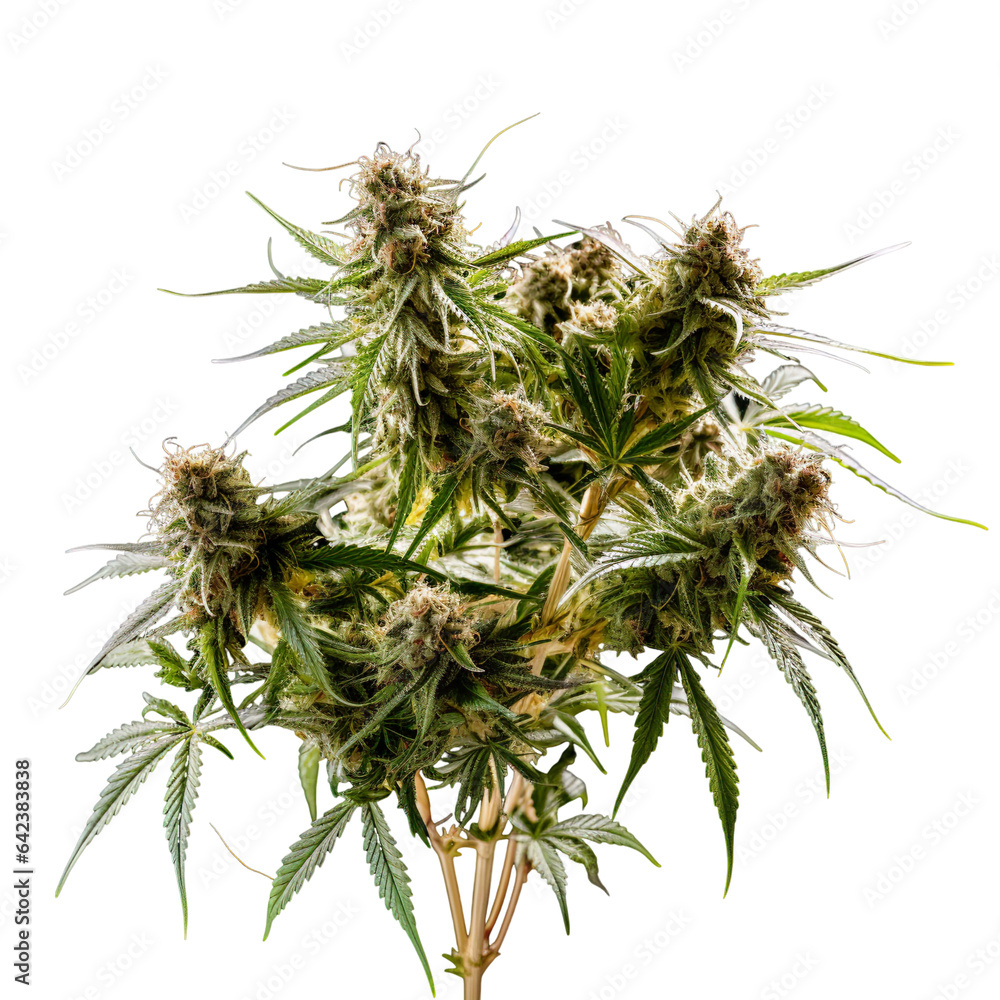 Marijuana plant and Cannabis buds on transparent background, isolated ...