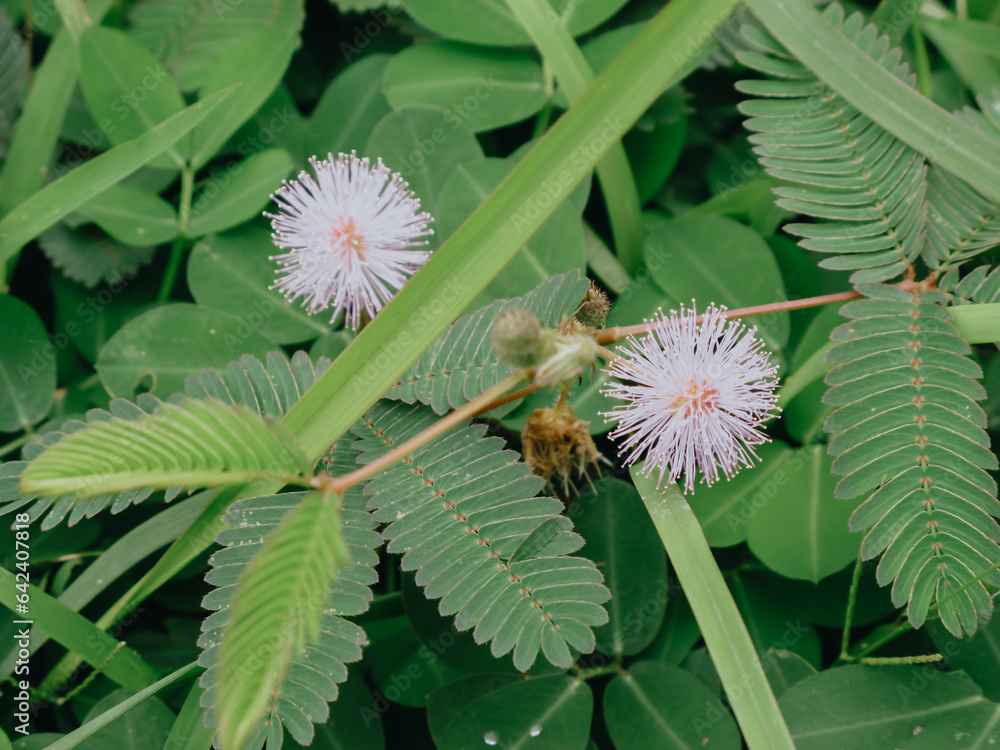 Mimosa pudica comes from the Latin pudica meaning shy, shy, or ...