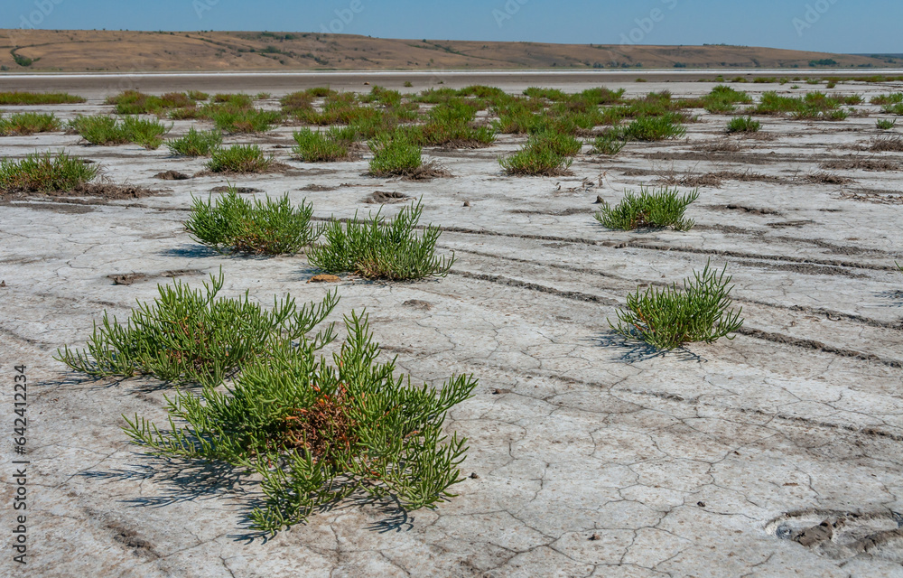 Сommon glasswort, glasswort (Salicornia europaea), Salt tolerant plants ...