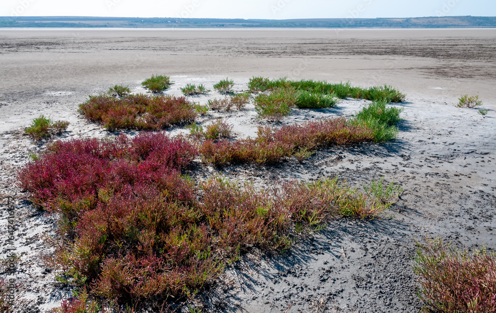 Сommon glasswort, glasswort (Salicornia europaea), Salt tolerant plants ...
