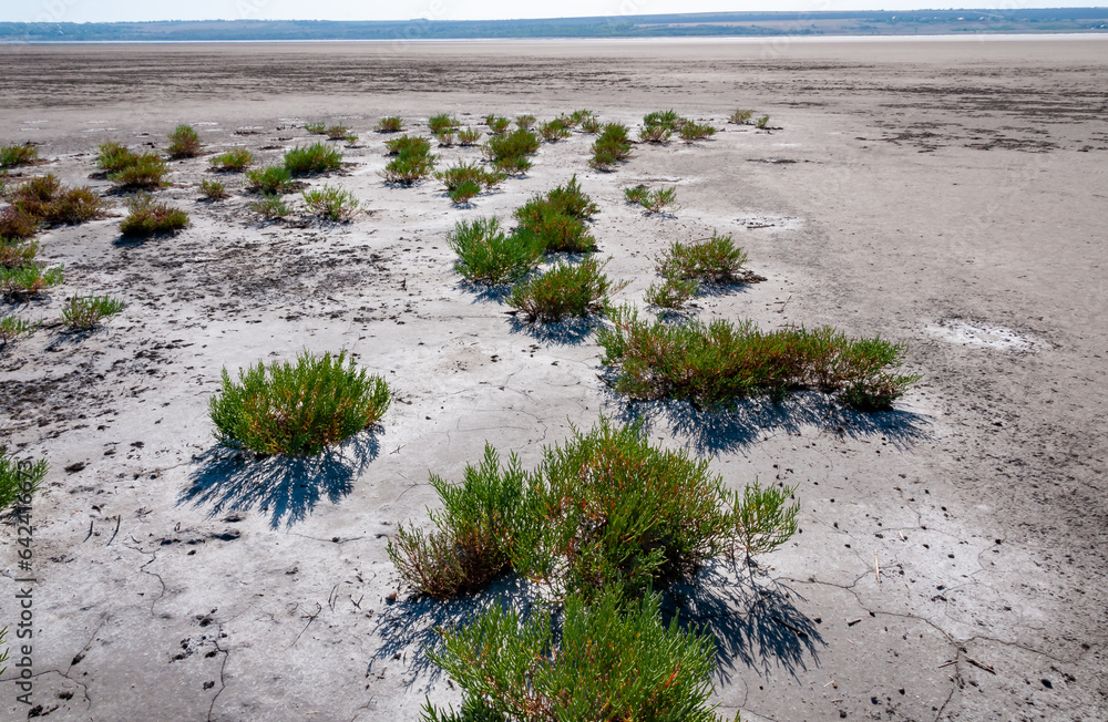 Сommon glasswort, glasswort (Salicornia europaea), Salt tolerant plants ...