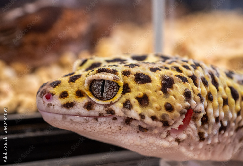 Leopard geckos are land-dwelling lizards native to dry, rocky ...
