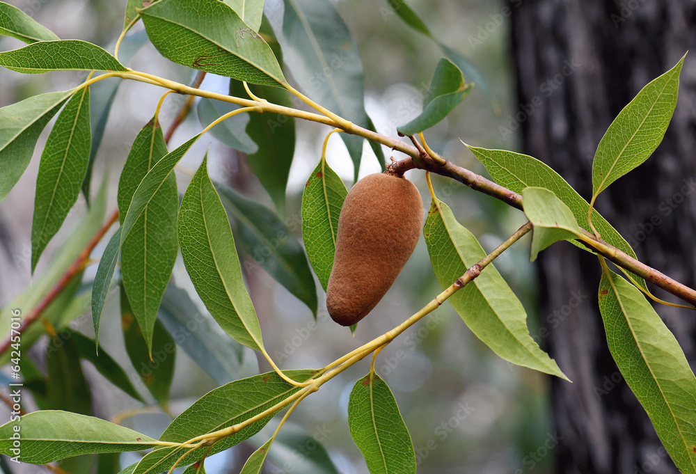 Rust colored velvety developing fruit of the Australian native woody ...