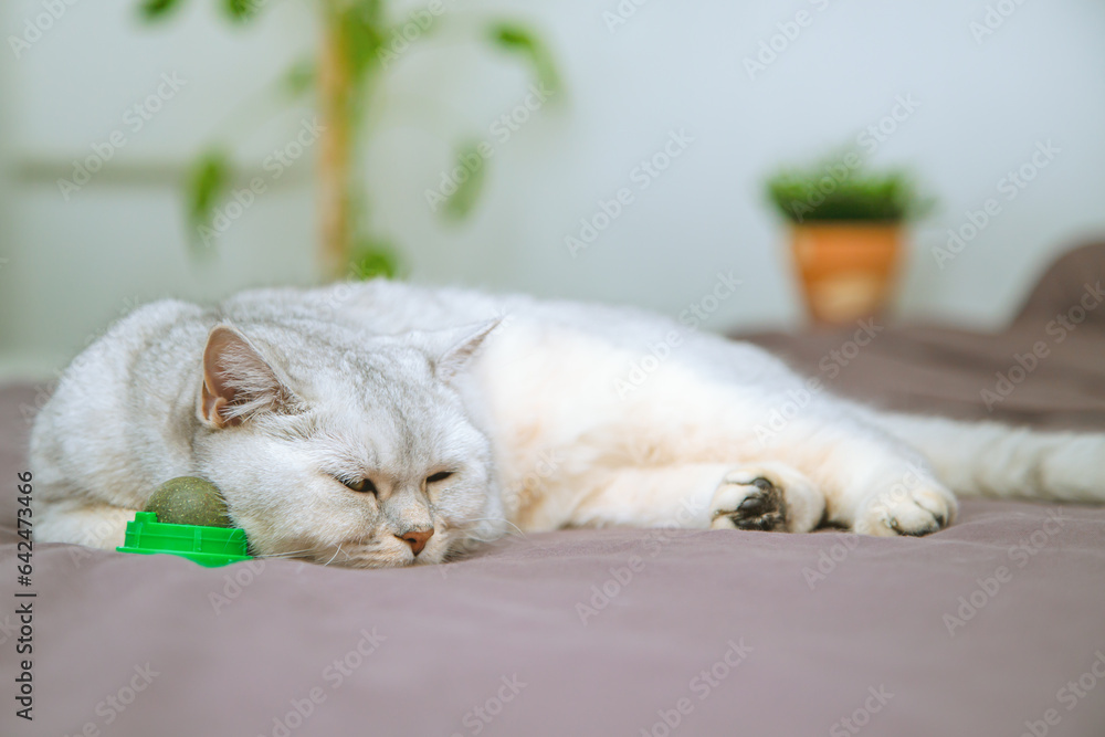 British cat sleeps with a ball of catnip. Stock Photo | Adobe Stock