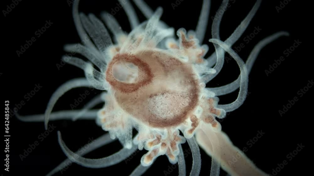 Hydrozoa Ectopleura larynx under a microscope, family Tubulariidae. it ...