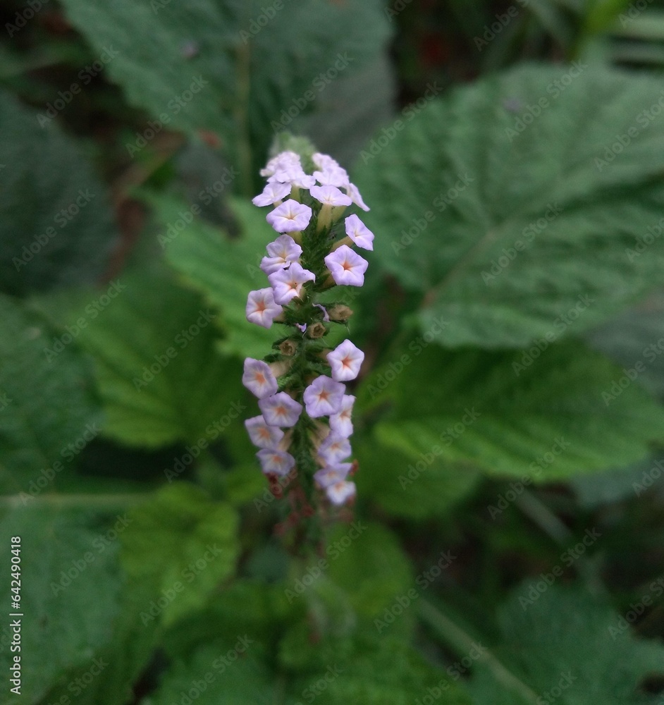 Beautiful Purple Flowers of Heliotropium indicum. This is commonly ...