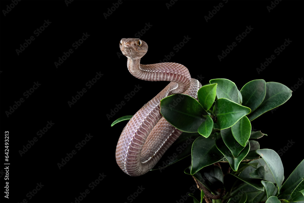 Baby viper snake on tree with black background, trimeresurus ...