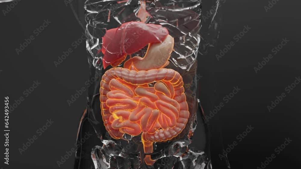 Human liver anatomy structure, body with digestive system organs ...