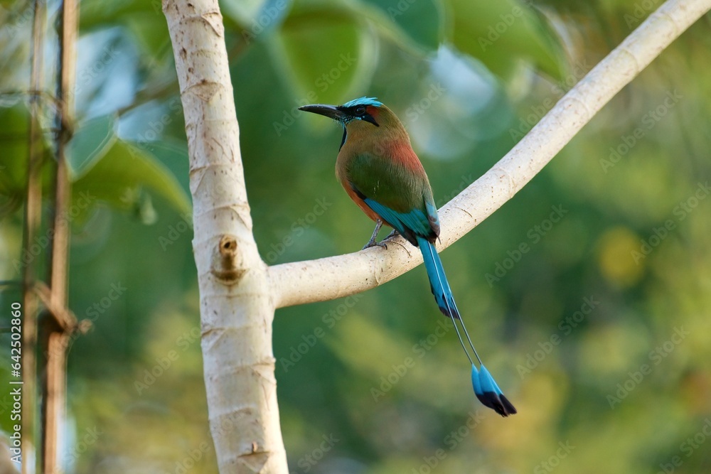 Turquoise-browed motmot (Eumomota superciliosa) also known as Torogoz ...