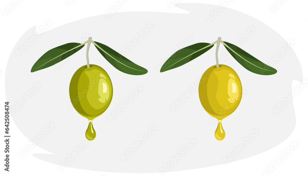 Olives with a drop of olive oil. Extra virgin. Vector illustration ...