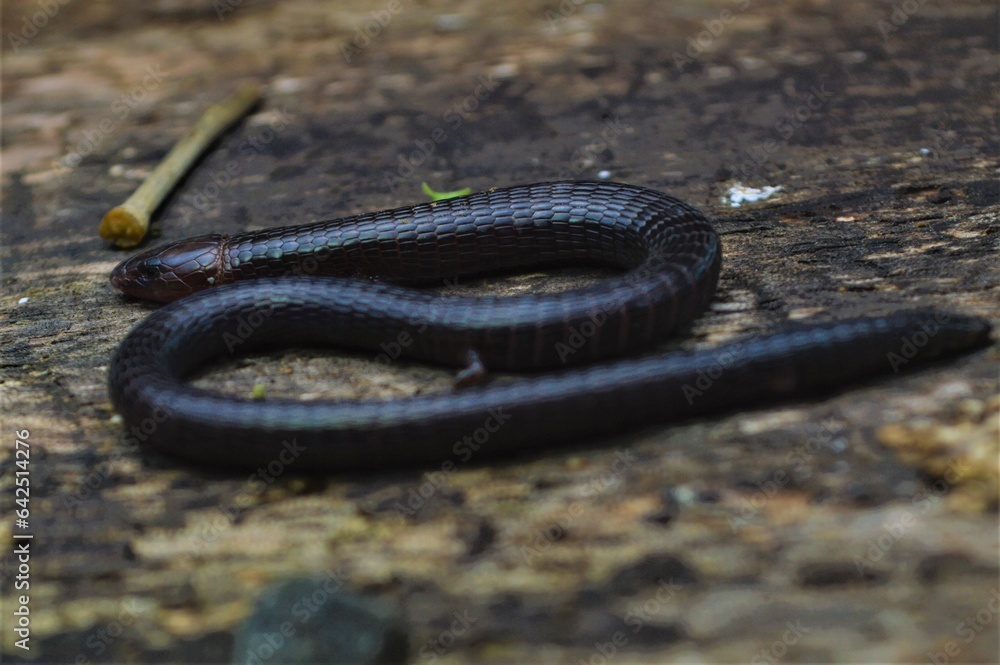 Blair's Bachia una rara especie de lagarija paresida a una serpiente se ...
