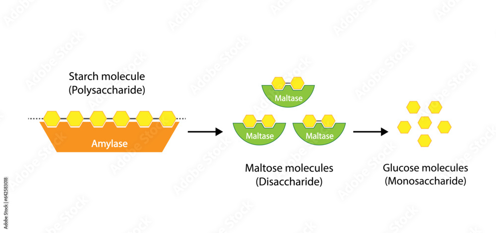 Carbohydrates Digestion. Amylase and Maltase Enzymes catalyze ...