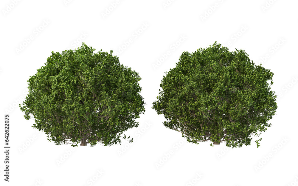 Shrubs and flowers for landscaping on transparent background Stock ...