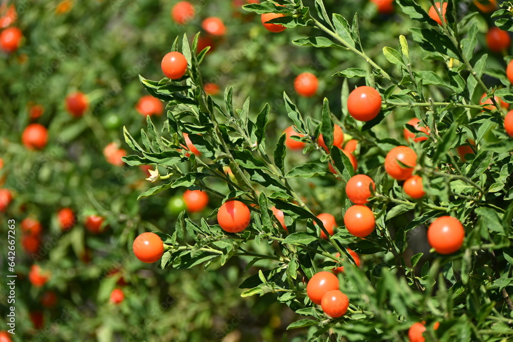 Jerusalem cherry / Winter cherry ( Solanum pseudocapsicum ) berries ...