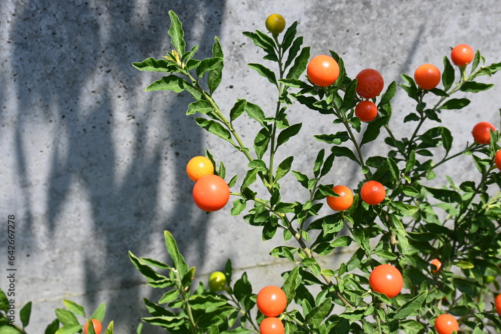Jerusalem cherry / Winter cherry ( Solanum pseudocapsicum ) berries ...