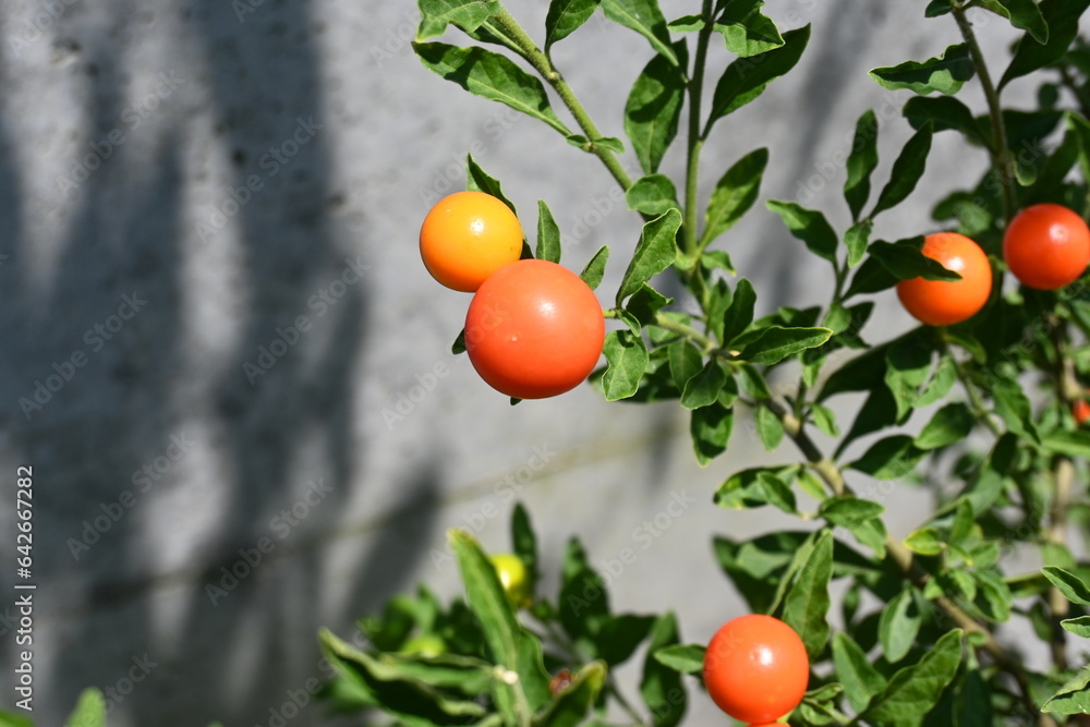 Jerusalem cherry / Winter cherry ( Solanum pseudocapsicum ) berries ...