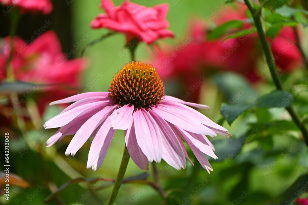 Echinacea flowers. Asteraceae pernnial plants. The flowering period is ...