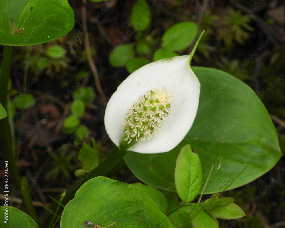 Calla palustris (Wild Calla) Native North American Wetland Wildflower ...
