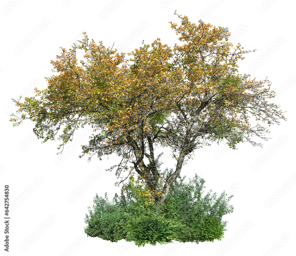 Poster Cut out tree isolated on transparent background – Wall Art ...