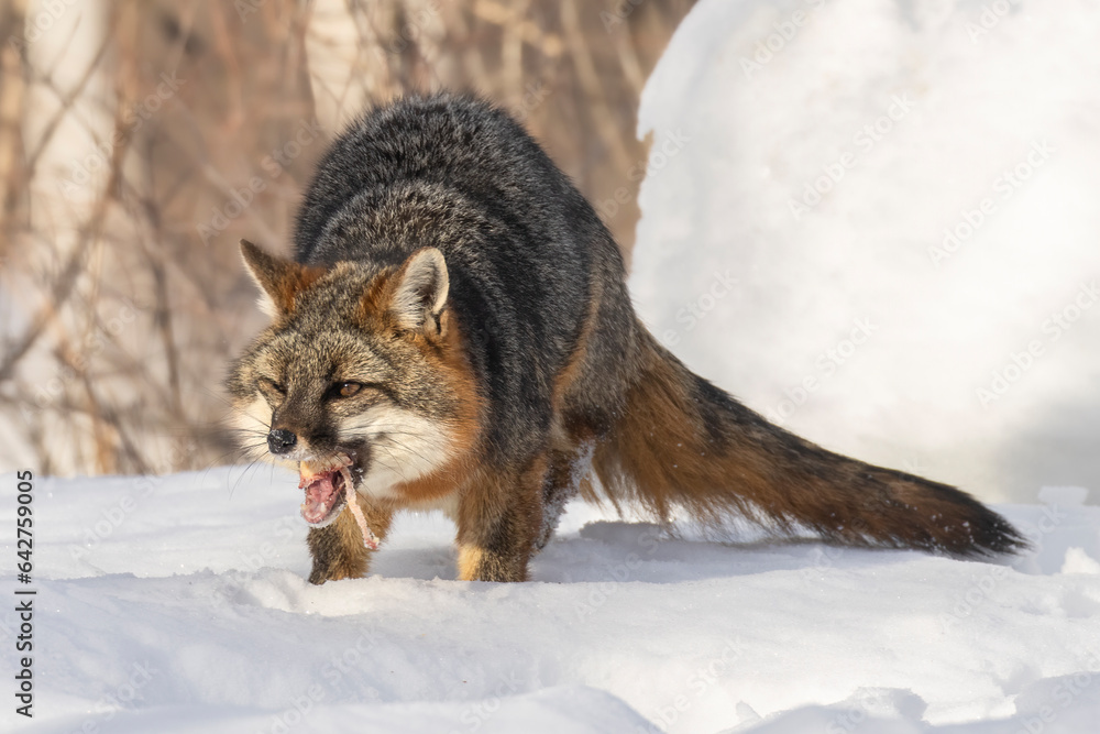 Chow Down. Gray Fox (Urocyon cinereoargenteus) wolfs down a chucnk of ...