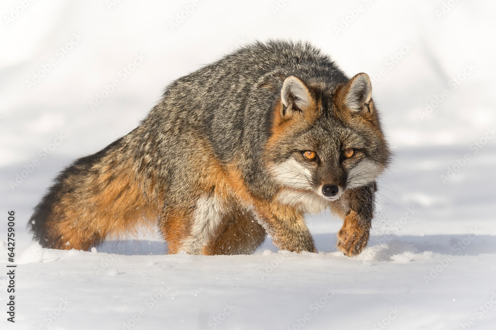 Stalked by a petite predator. Gray Fox (Urocyon cinereoargenteus ...