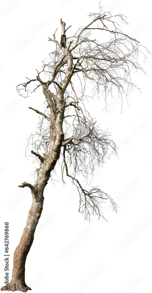 Bare tree in winter isolated on transparent background.. Leafless tree ...