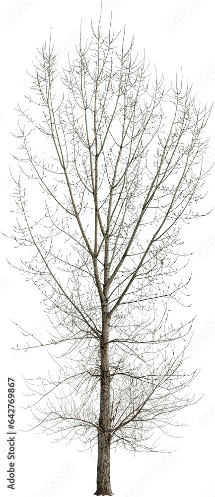 Bare tree in winter isolated on transparent background.. Leafless tree ...