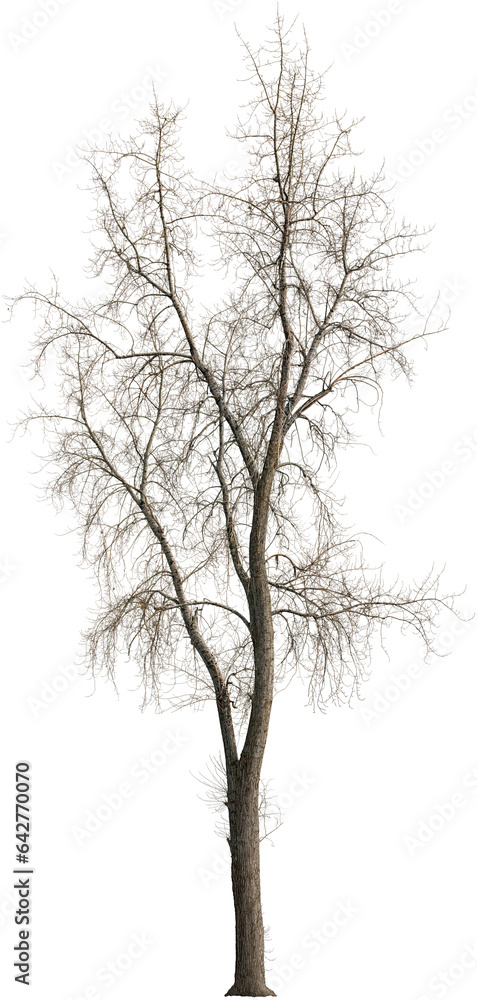 Bare tree in winter isolated on transparent background.. Leafless tree ...