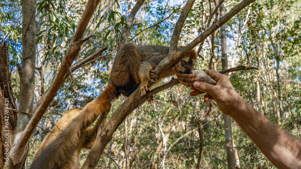 Common brown lemur Eulemur albifrons in Kirindy Forest Park. A charming ...