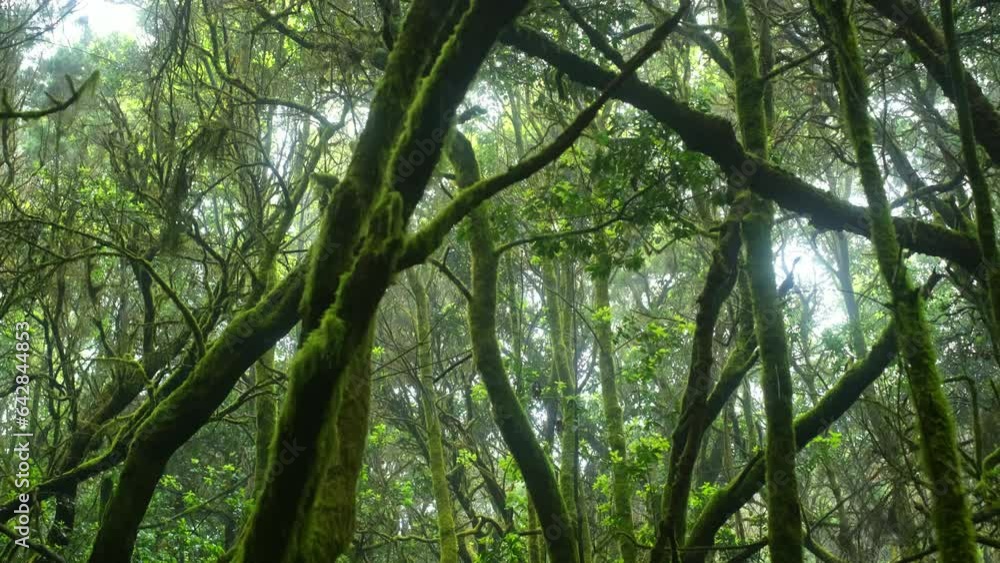 Green nature woods background with trees and musk. Amazing natural park ...