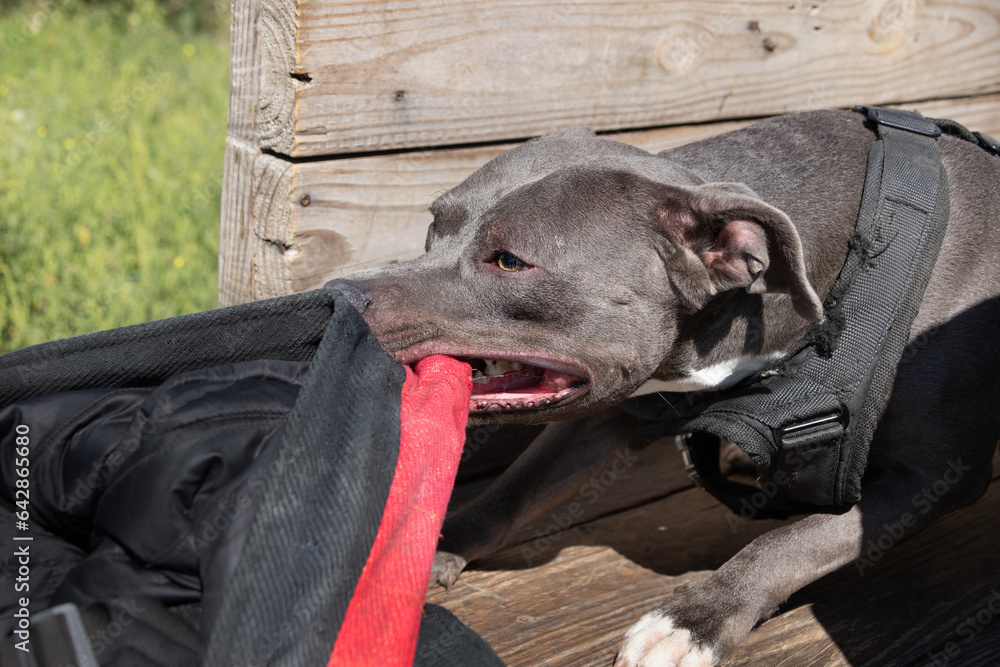 Beautiful angry dog staffordshire bull terrier. Blue american ...