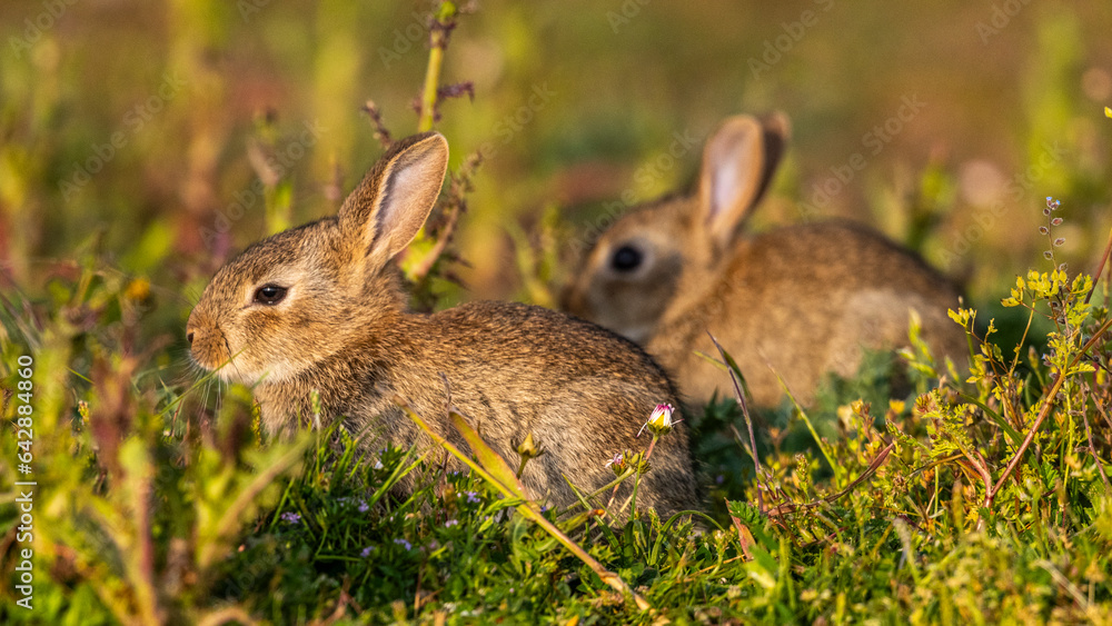 jeunes lapereaux de Lapin de garenne (Lapin commun, Oryctolagus ...