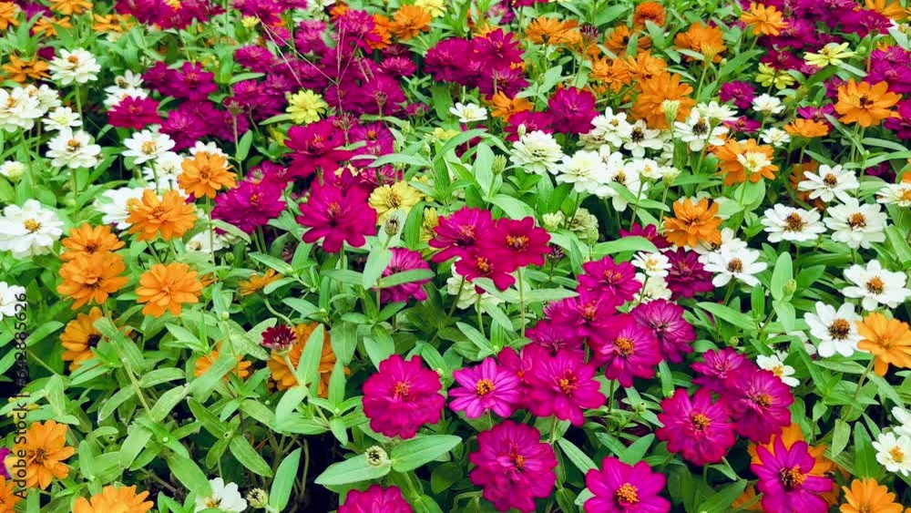 4K Common field zinnia, or zinnia elegans, is one of the most famous ...