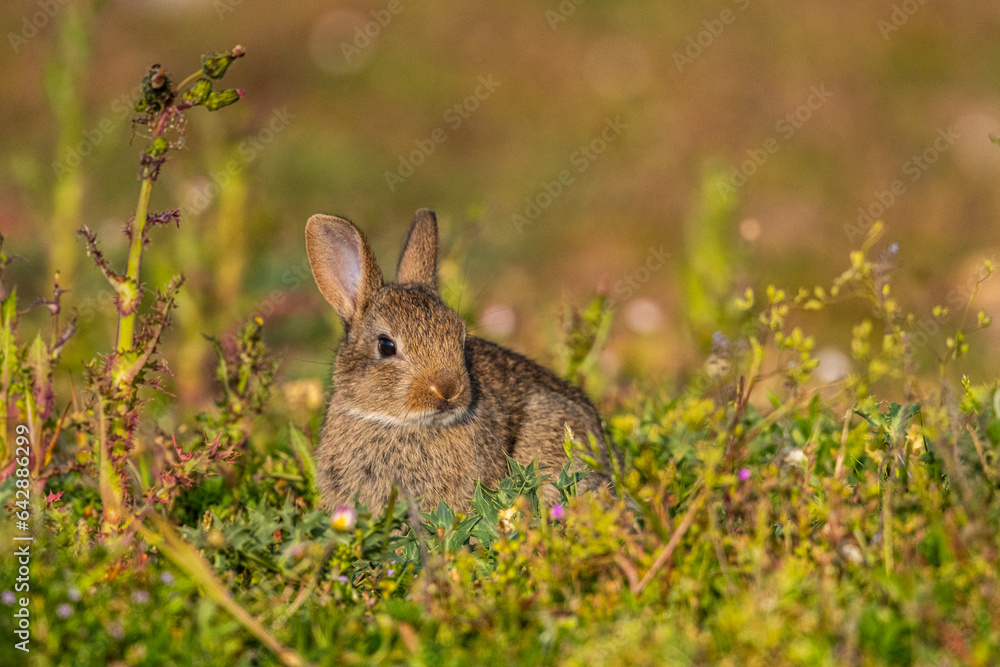 Foto de jeunes lapereaux de Lapin de garenne (Lapin commun, Oryctolagus ...