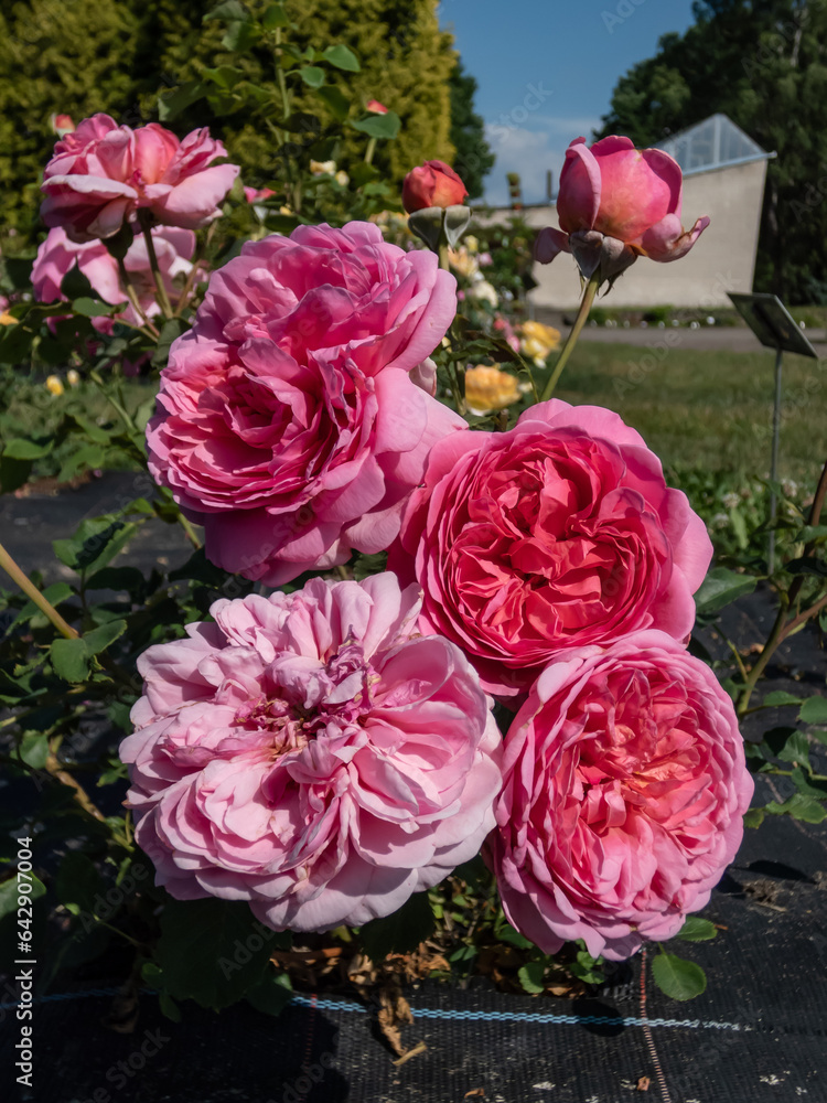 English Shrub Rose 'Princess Alexandra of Kent' with unusually large ...