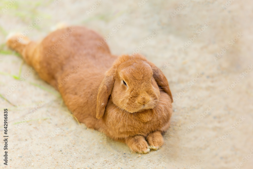 Beautiful Holland Lops, Lop-eared red rabbit lies stretched out on the ...